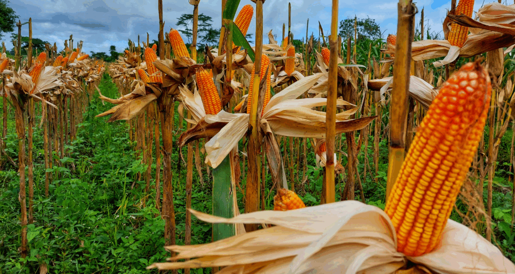 Home - Hillmill - Afya na Nguvu